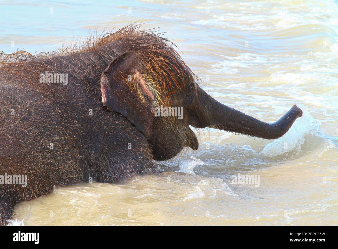 A young elefant with brown hair bathing and playing in muddy water ...