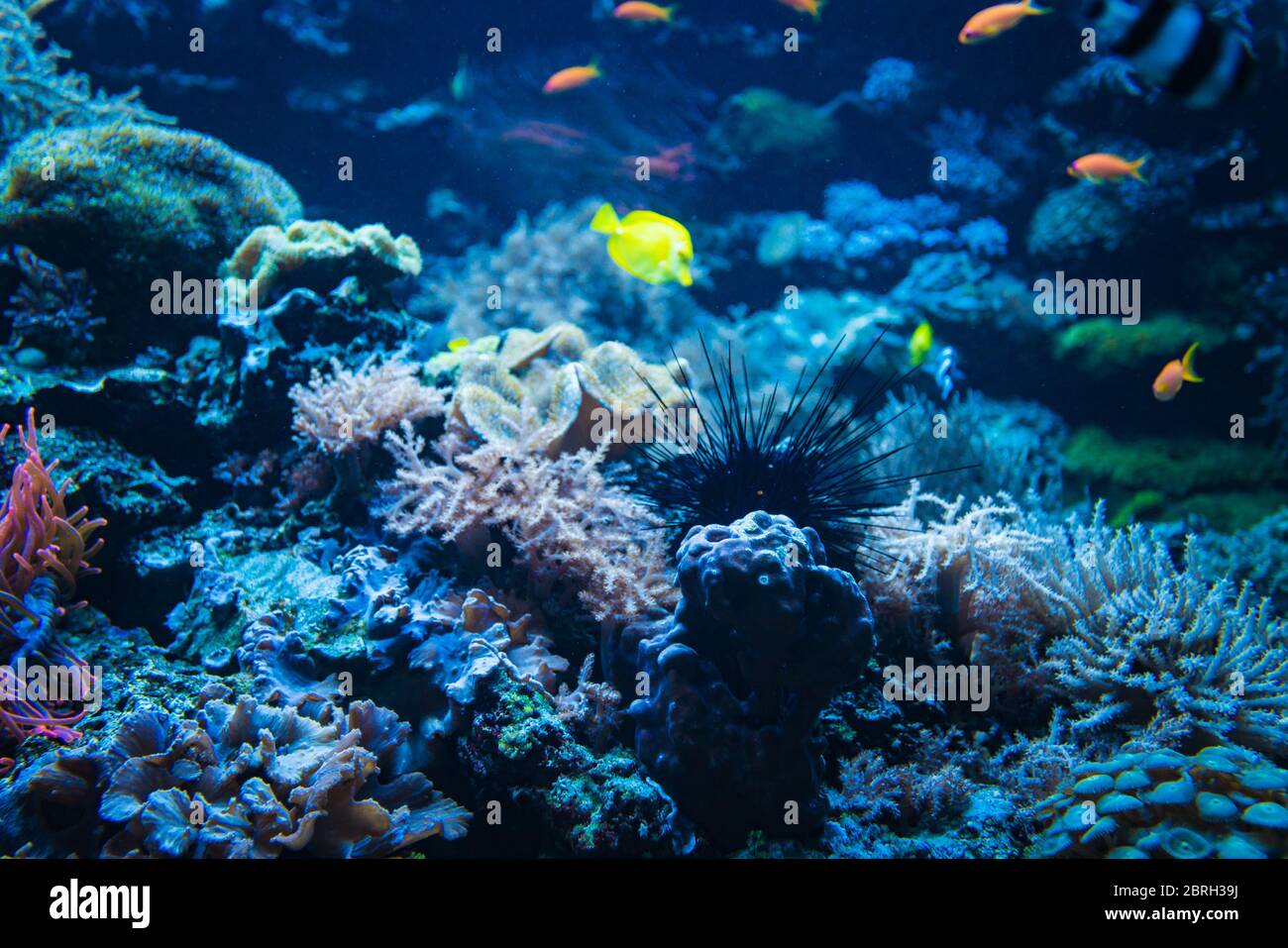 Tropical Fish on a coral reef. colourfull fishes in dark deep blue ...