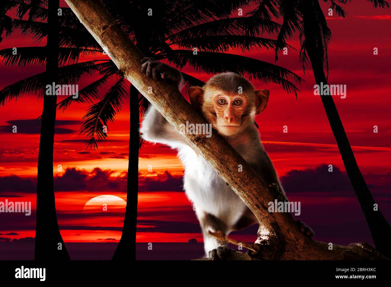 Little Monkey. baby macaque at sunset Stock Photo - Alamy