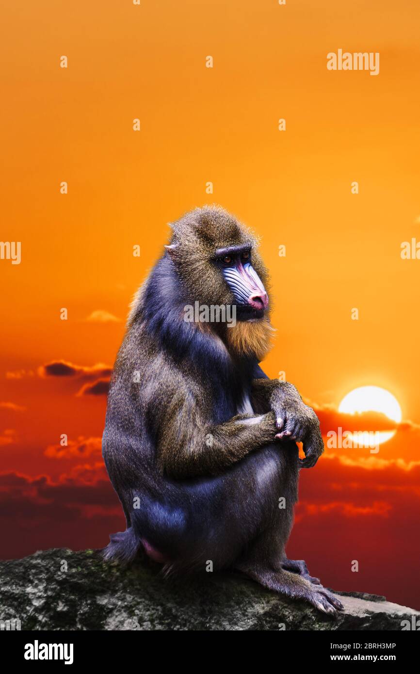 Mandrill gabon hi-res stock photography and images - Alamy