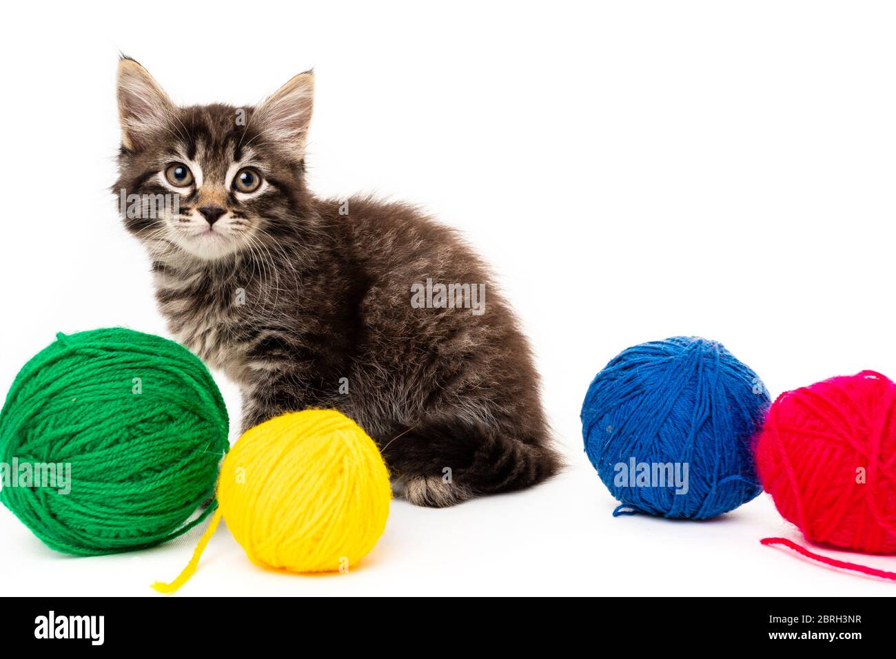 kitten with balls of threads. little kitten on white background Stock ...