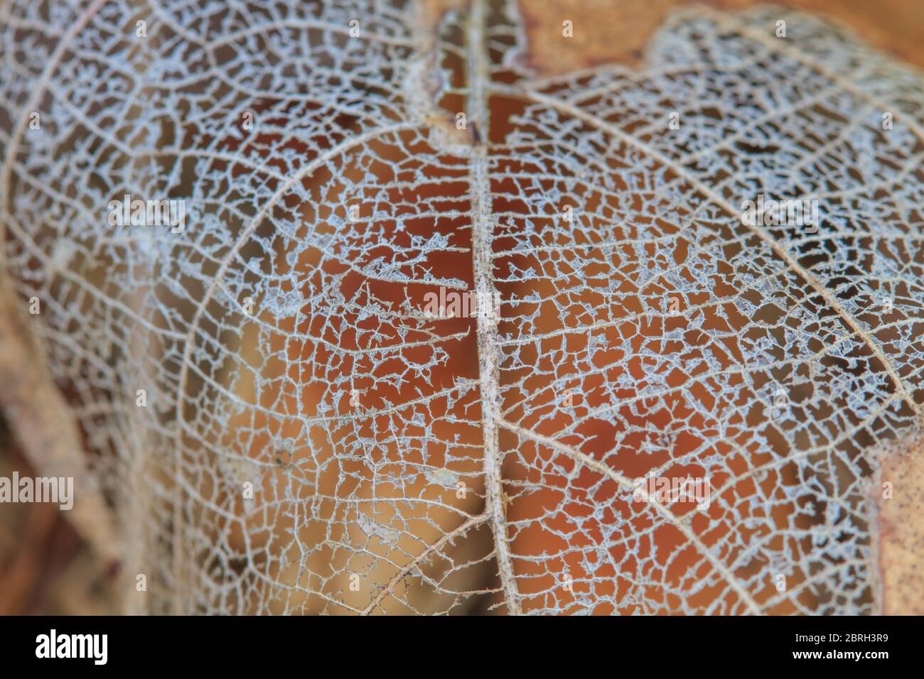 Texture with rotten leaves with fibers, filigree abstract on leaf Stock ...