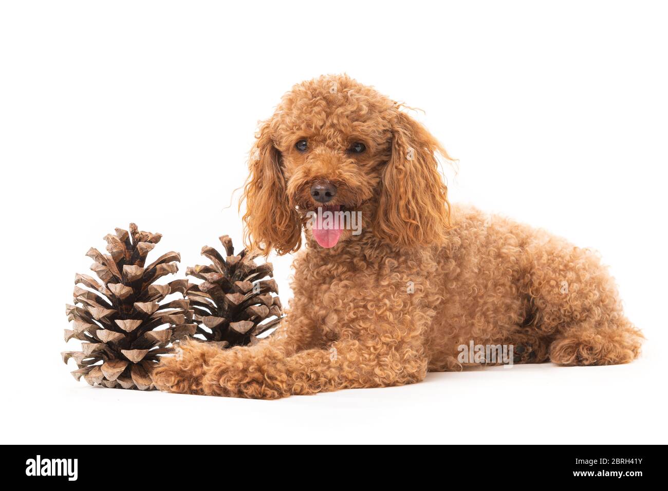 Red poodle hi-res stock photography and images - Alamy