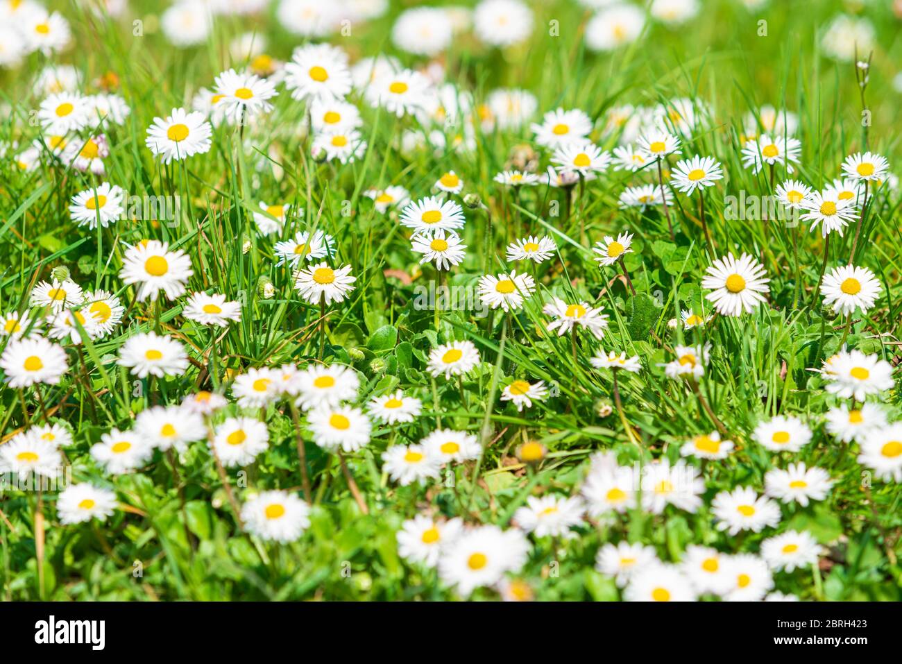 Spring Daisy. Beautiful meadow. Summer background Stock Photo - Alamy