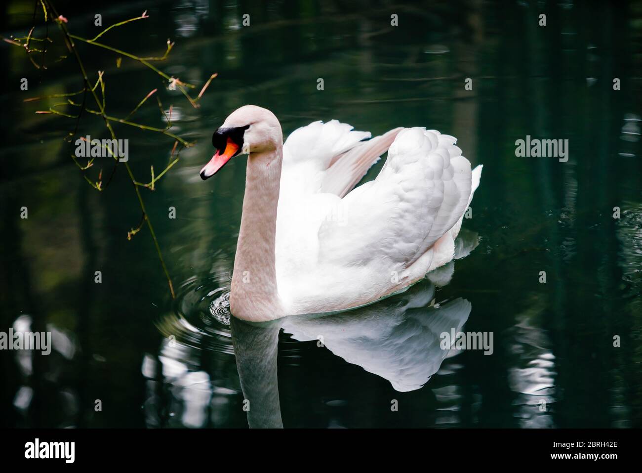 A beautiful white swan floating in the sea Stock Photo - Alamy