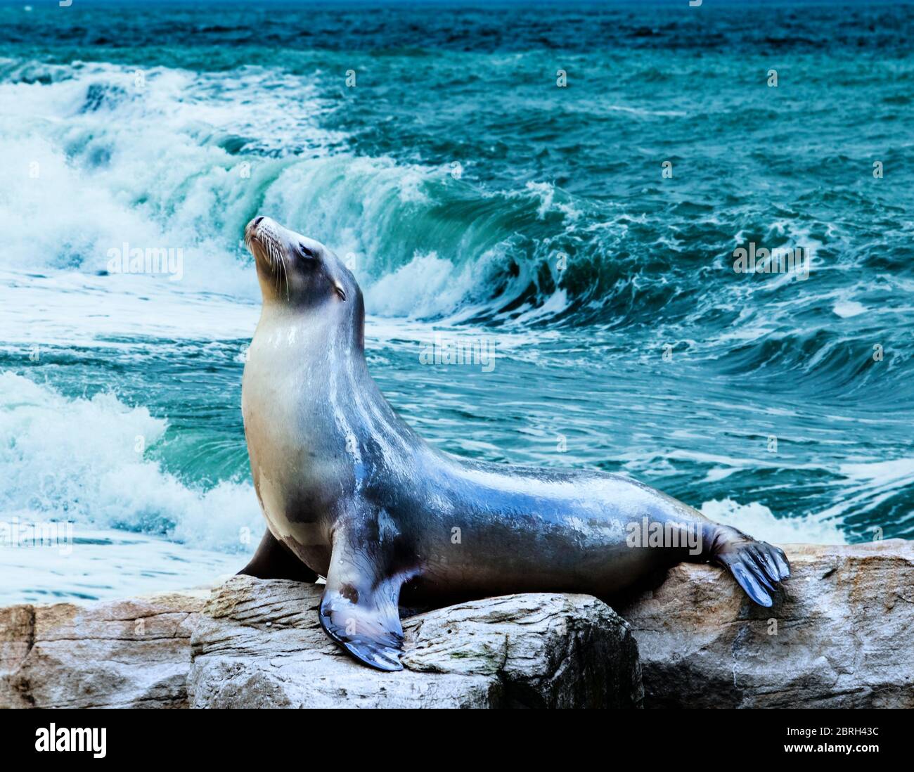 Seal reefs hi-res stock photography and images - Alamy