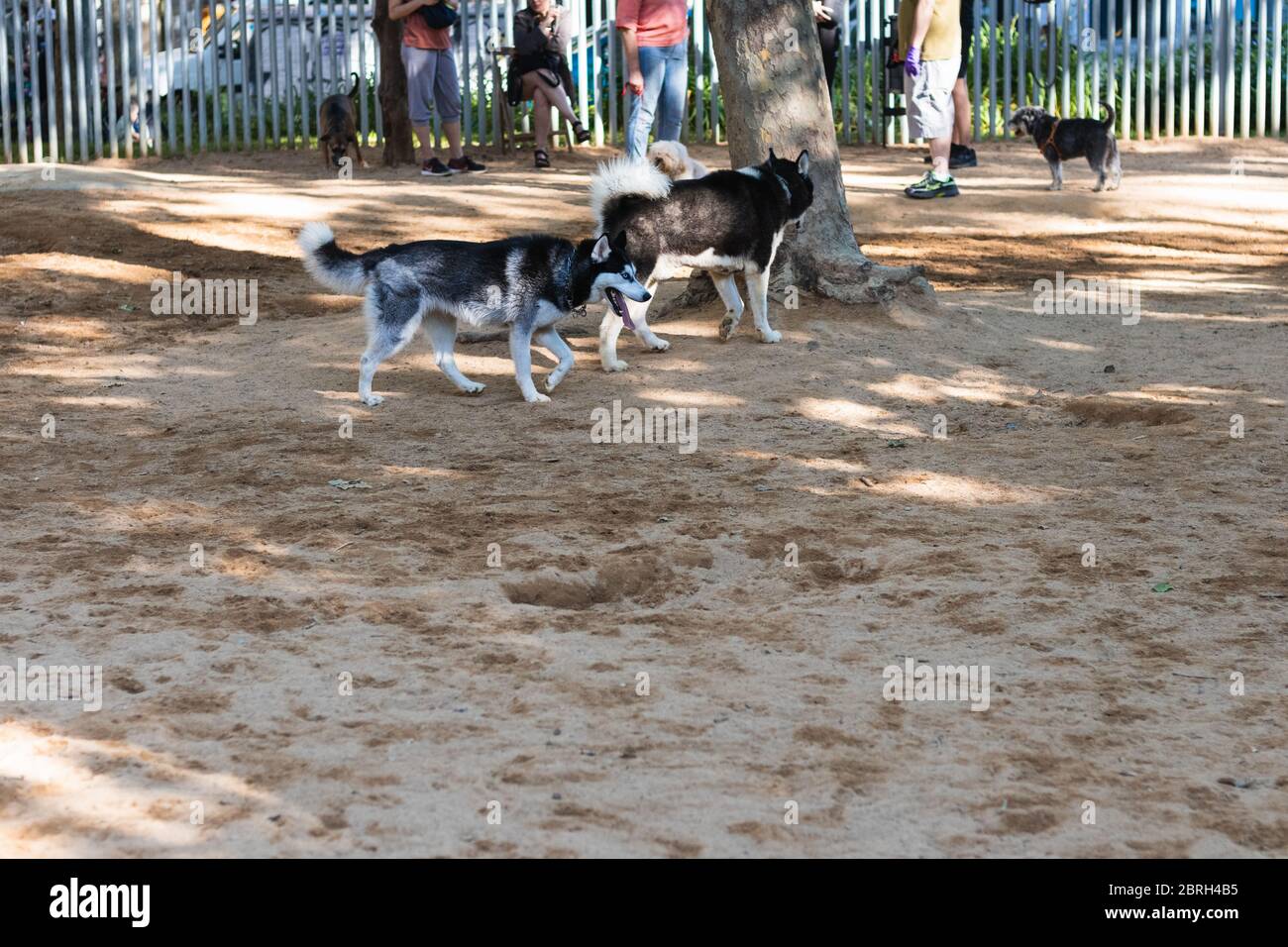 Most beautiful dogs hi-res stock photography and images - Alamy