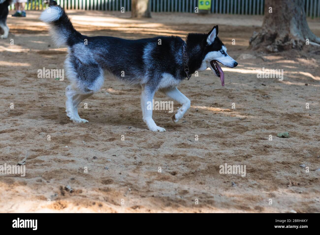 Beautiful Siberian Husky running in the park Stock Photo - Alamy