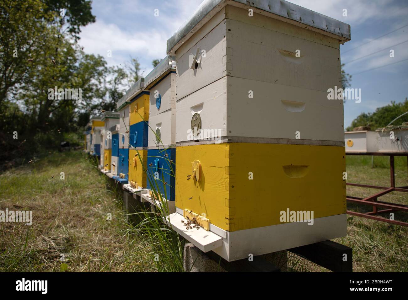 Row of bee hives on a field at honey farm Stock Photo - Alamy