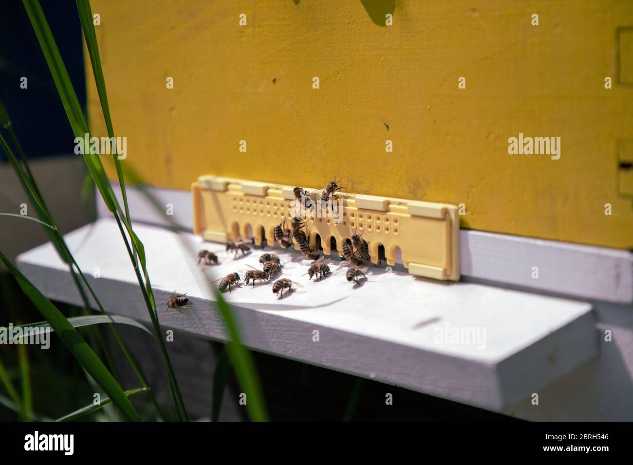 Close-up of honeybees (Apis mellifera) entering hive Stock Photo - Alamy