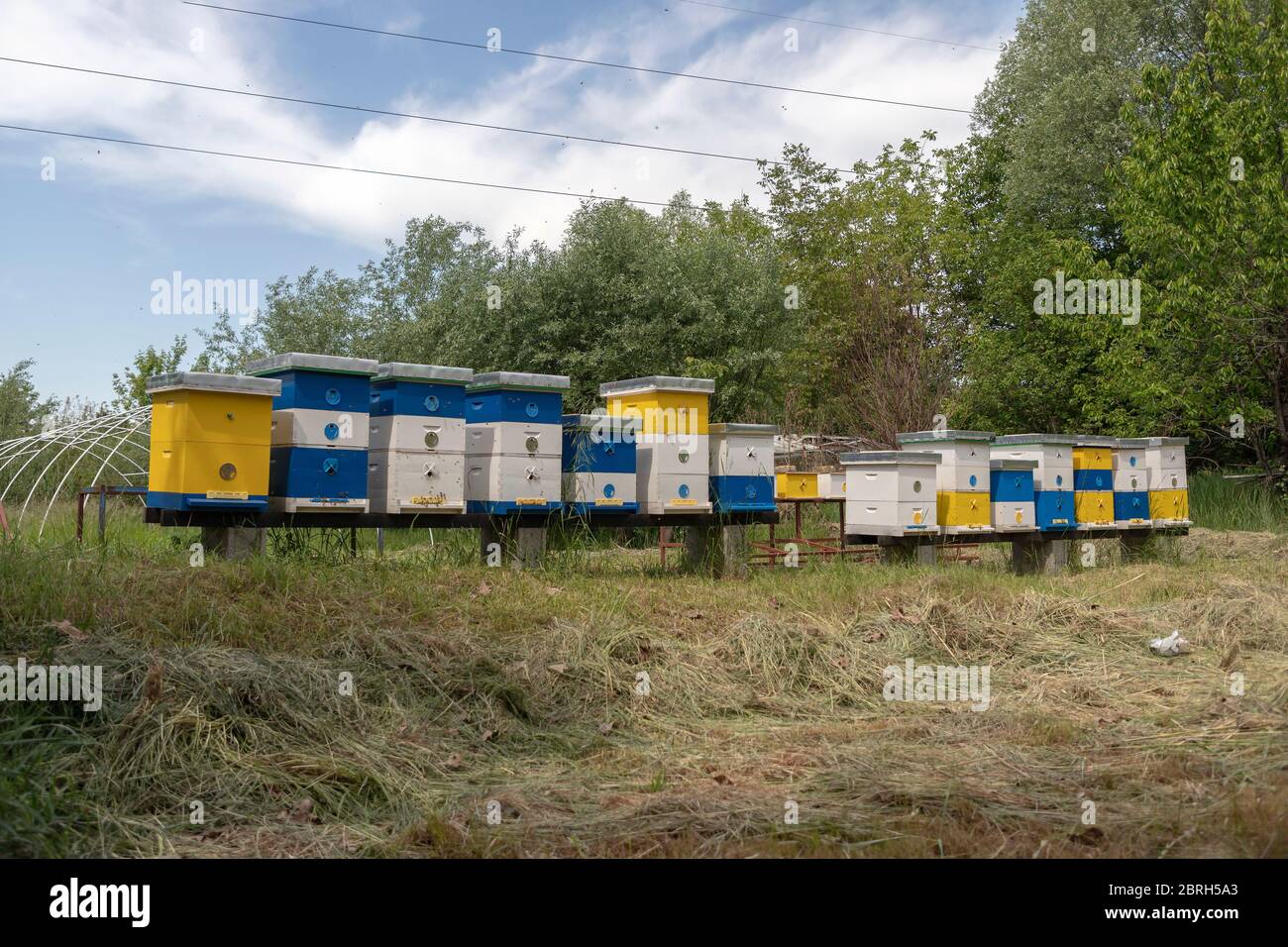 Row of bee hives on a field at honey farm Stock Photo - Alamy