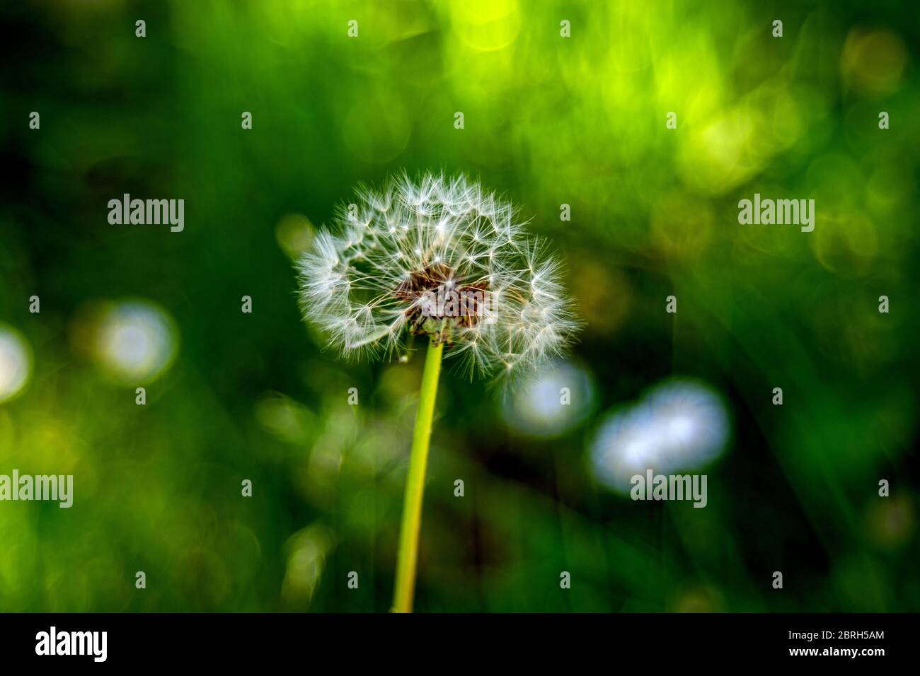 Nauerlich hi-res stock photography and images - Alamy