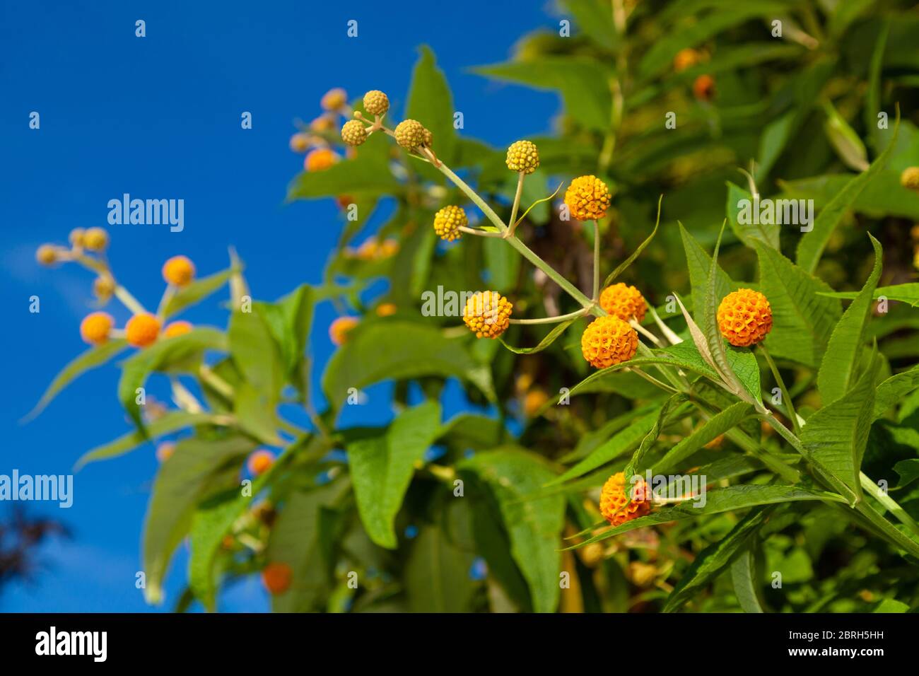 Butterfly buddleja globosa hi-res stock photography and images - Alamy