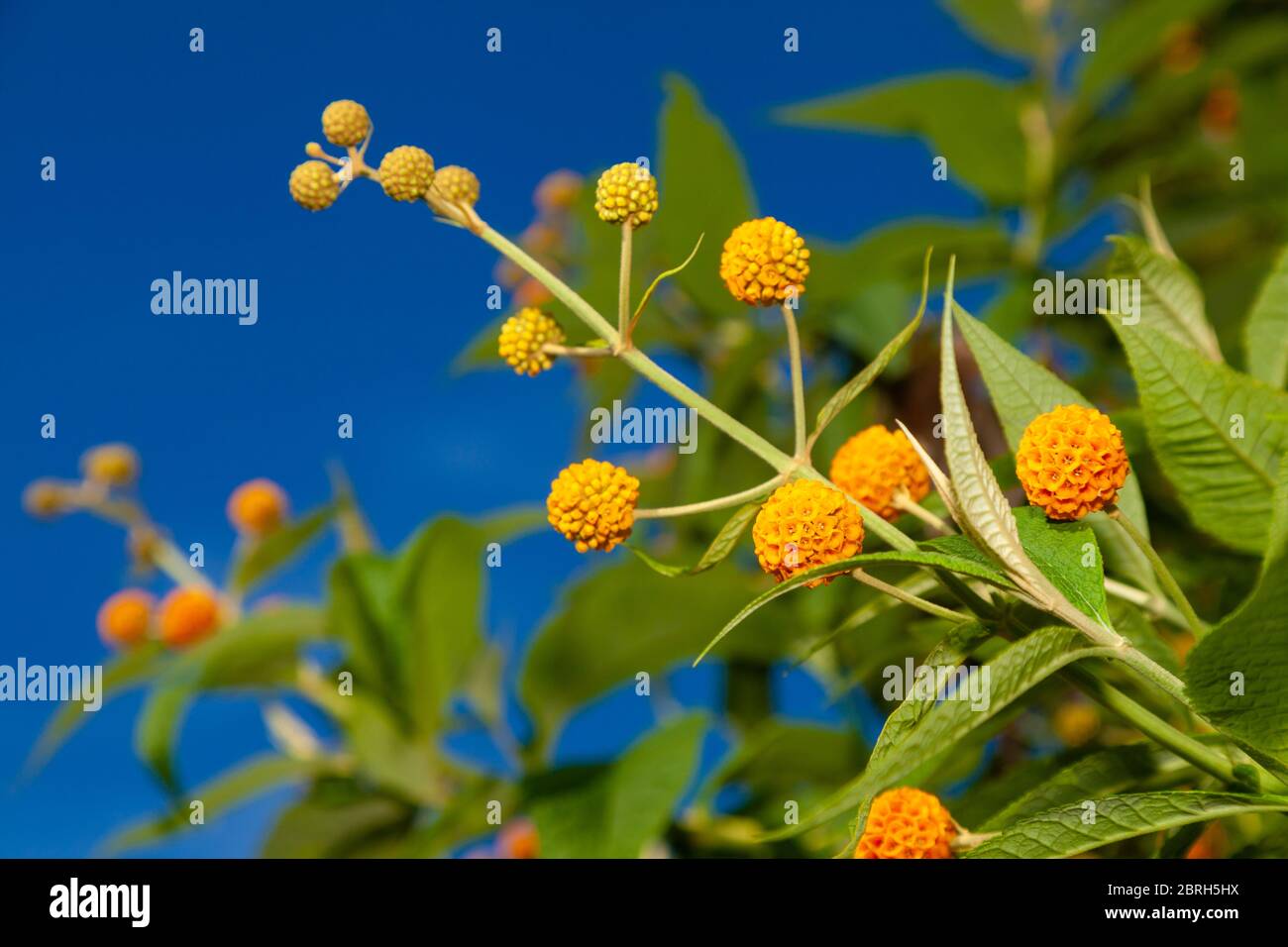 Buddleia globosa hi-res stock photography and images - Alamy