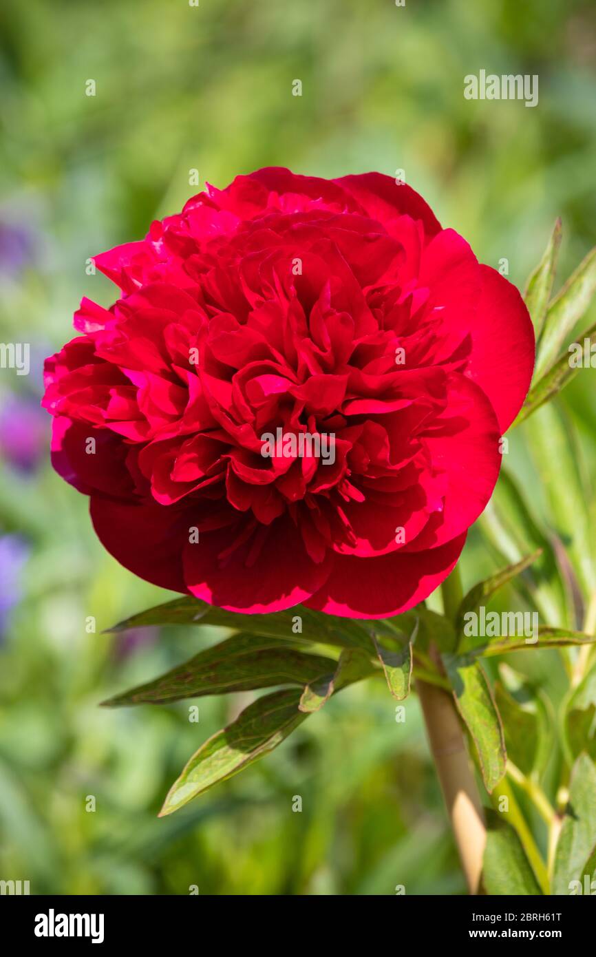 The peony or paeony is a flowering plant in the genus Paeonia Stock ...