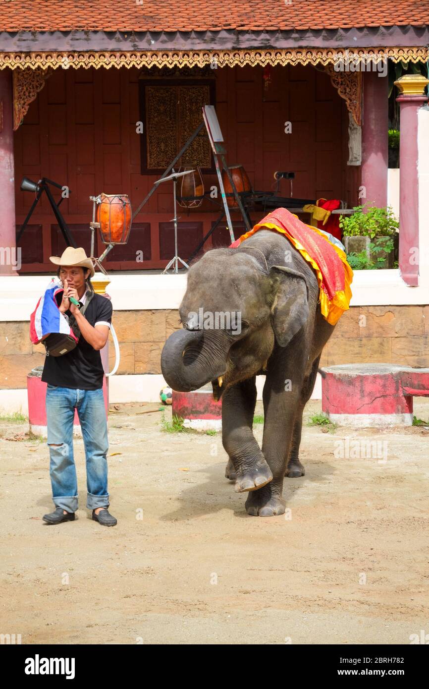 PHUKET, THAILAND - DECEMBER 11, 2010: Elephant show in Phuket island ...