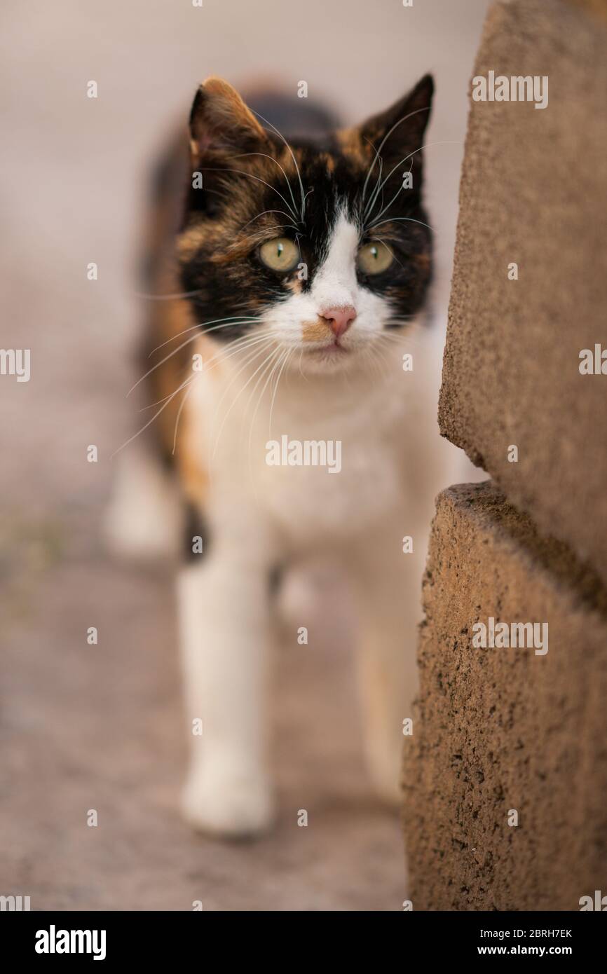 Look around corner hi-res stock photography and images - Alamy