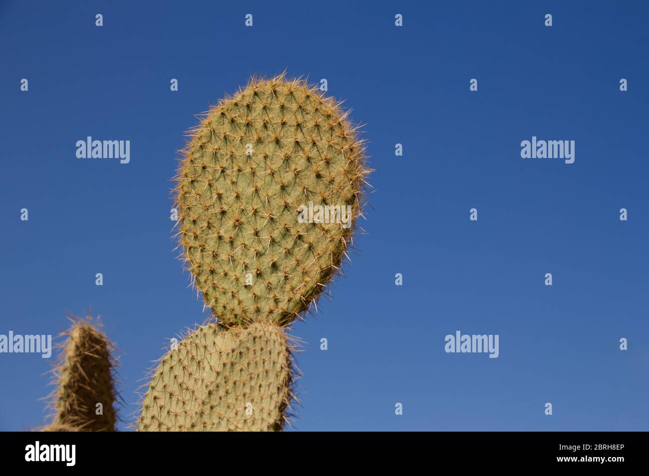 Cactus desert egypt hi-res stock photography and images - Alamy