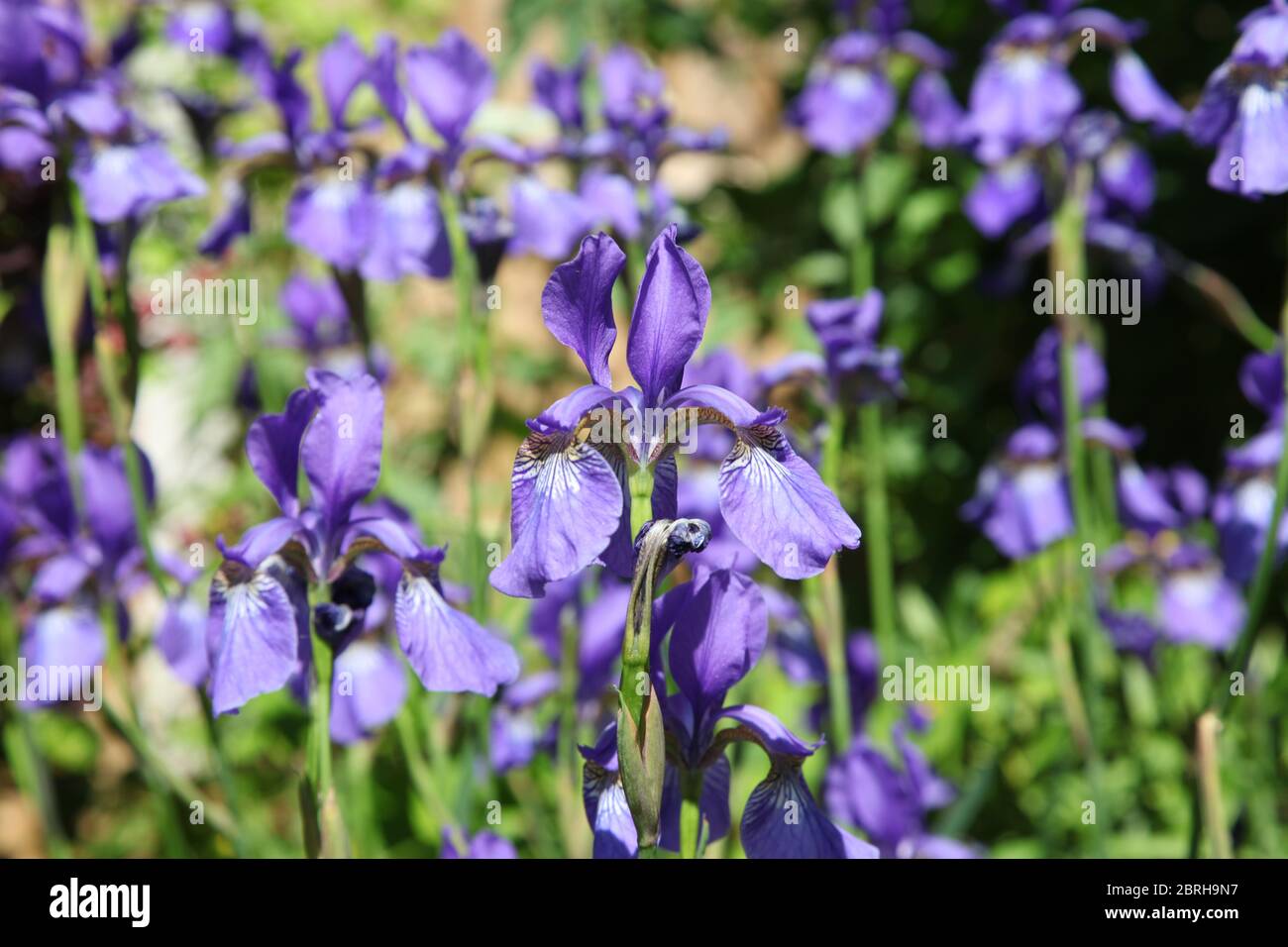 Northern blue flag iris versicolor hi-res stock photography and images ...
