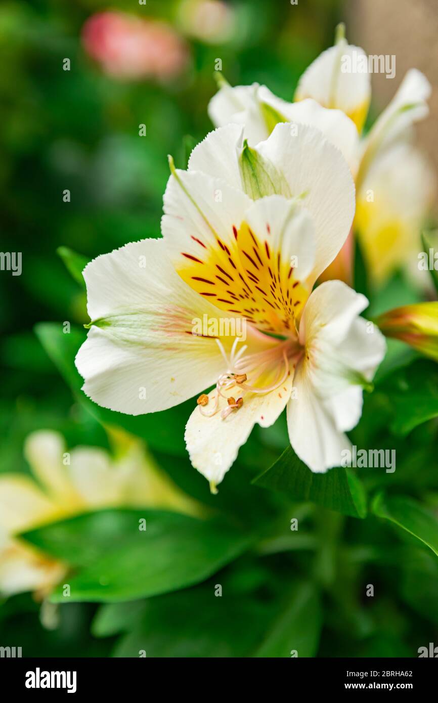 White Peruvian lily, (alstroemeria), blooming with green vegetation ...