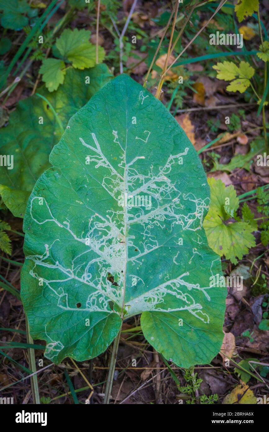 Close up of big green leaf in the forest background Stock Photo - Alamy