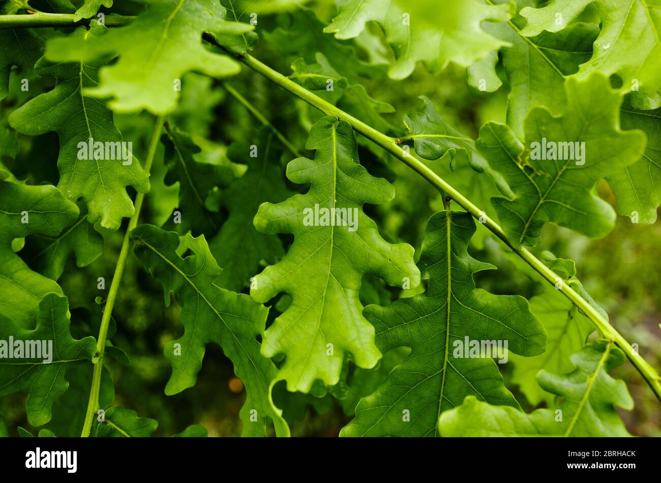Oak tree texture hi-res stock photography and images - Alamy