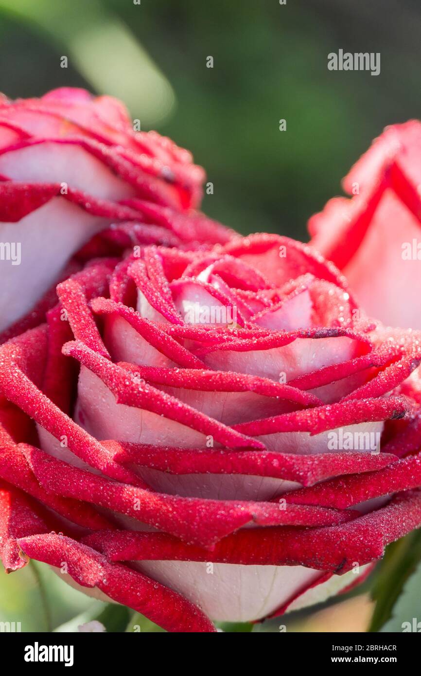 Decorative bright red rose close up, anniversary background Stock Photo ...