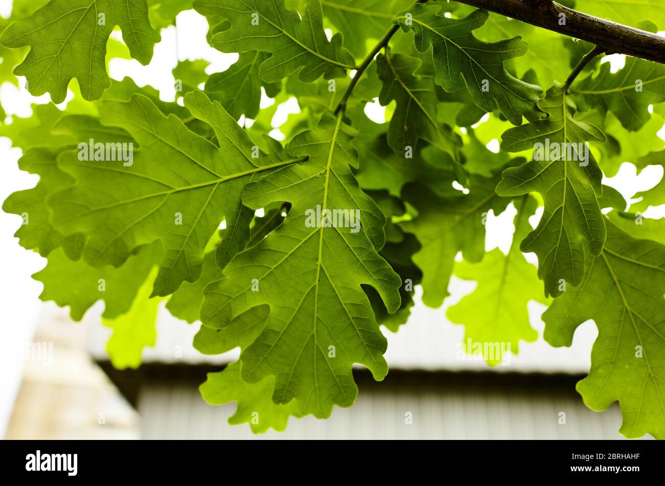 Oak tree texture hi-res stock photography and images - Alamy