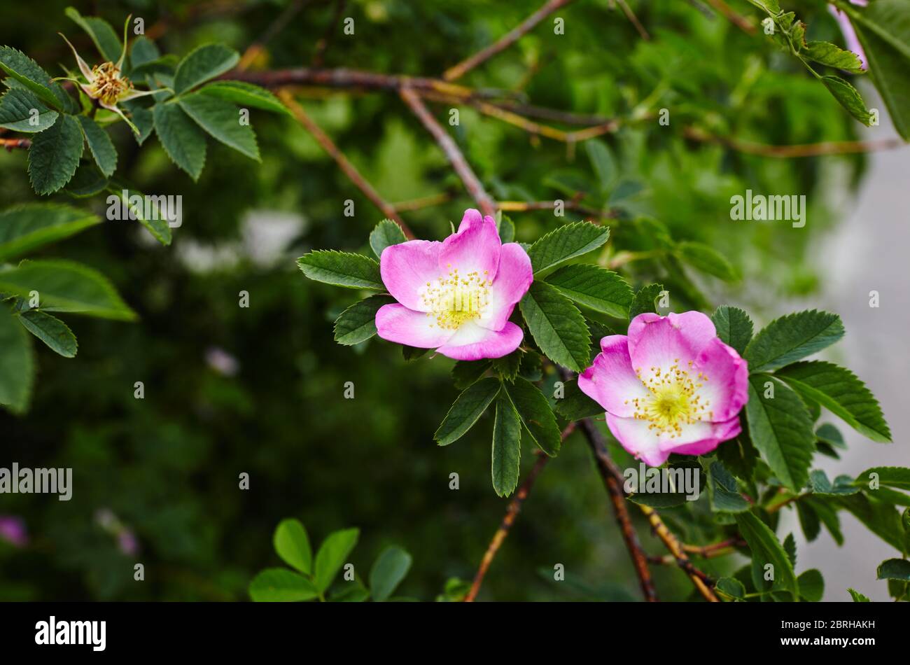 Briar bush hi-res stock photography and images - Alamy
