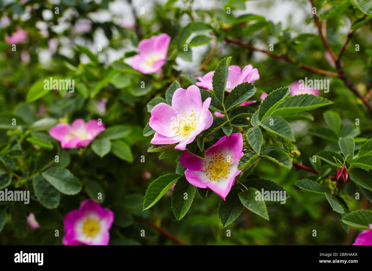 Briar bush hi-res stock photography and images - Alamy