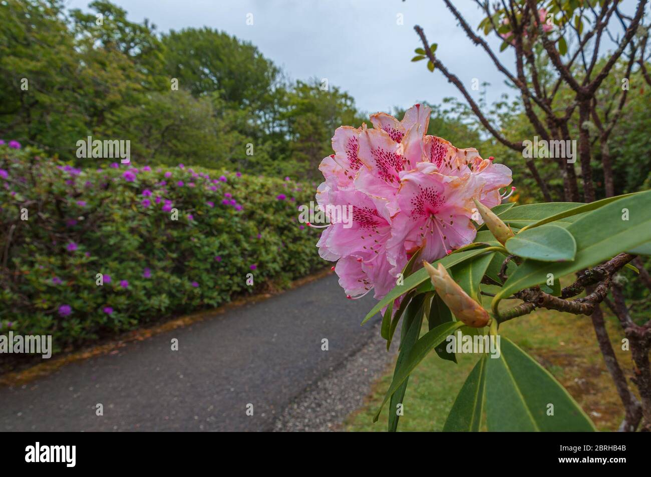 Pontic Rhododendron High Resolution Stock Photography and Images - Alamy