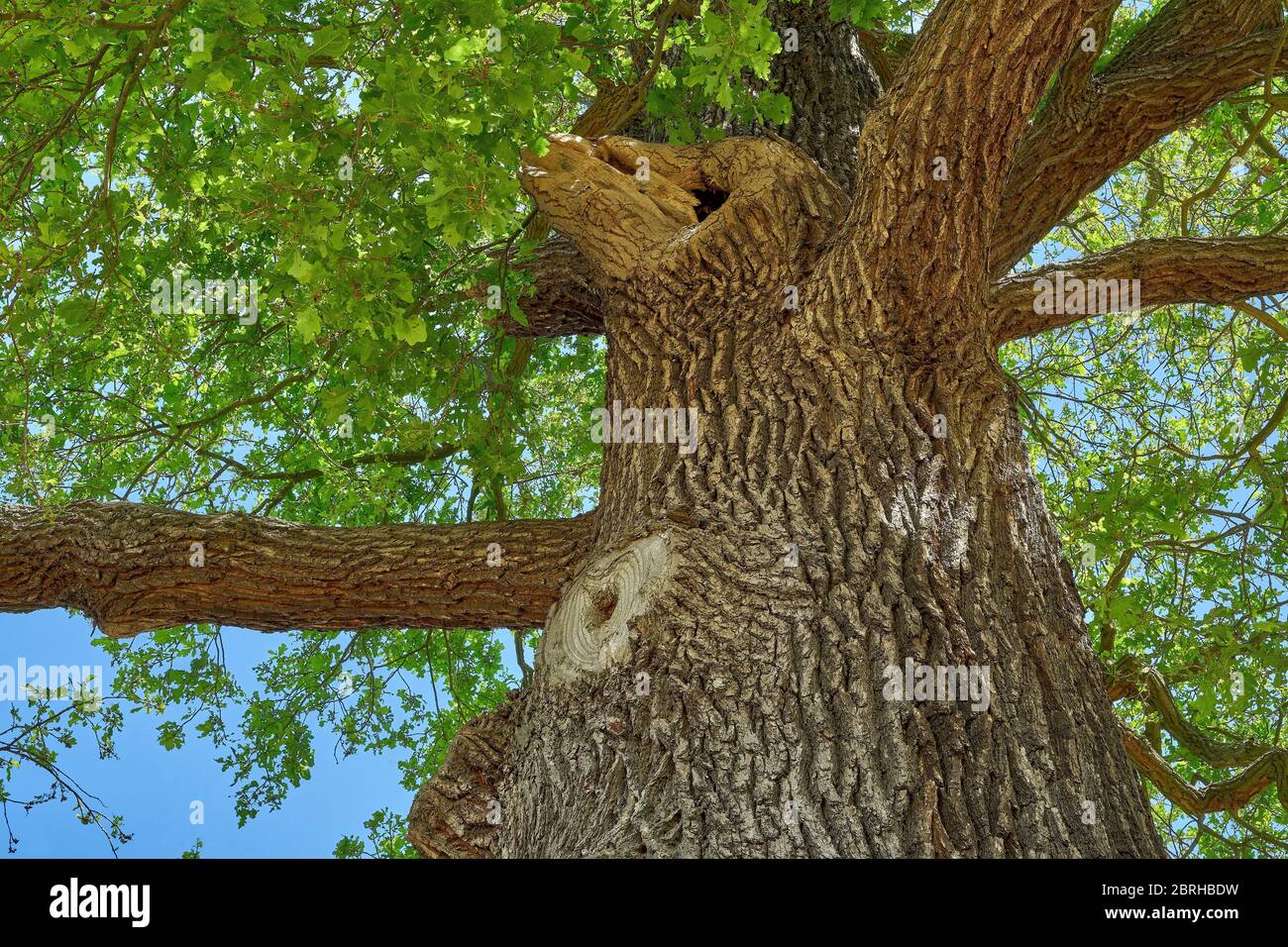 The trunk of a large old oak. View from below Stock Photo - Alamy