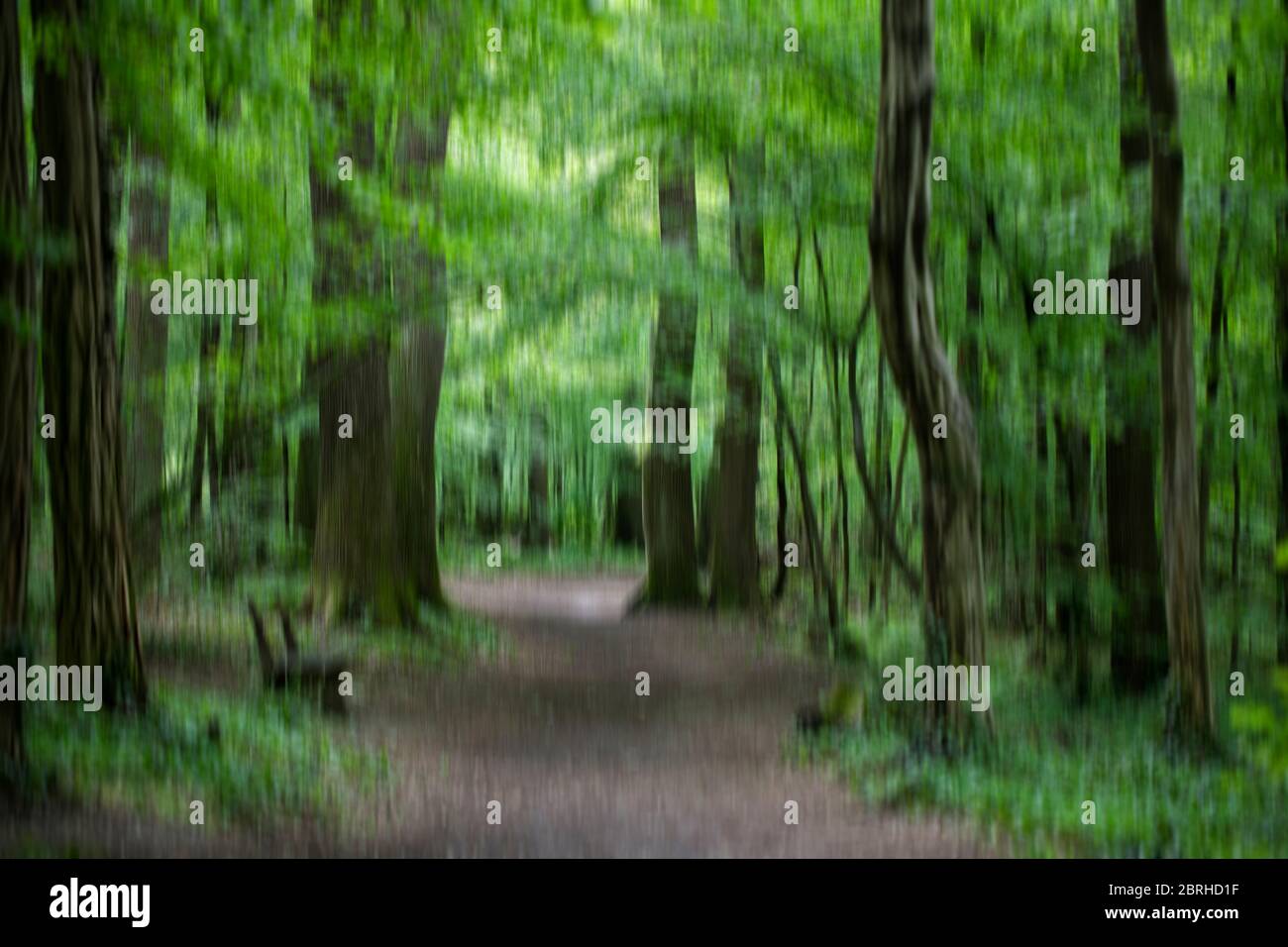 A blurry photo of trees in a green forest with the forest path and a ...