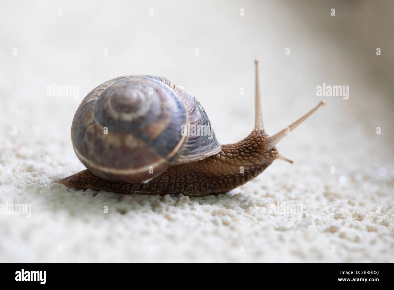 Snail up close hi-res stock photography and images - Alamy