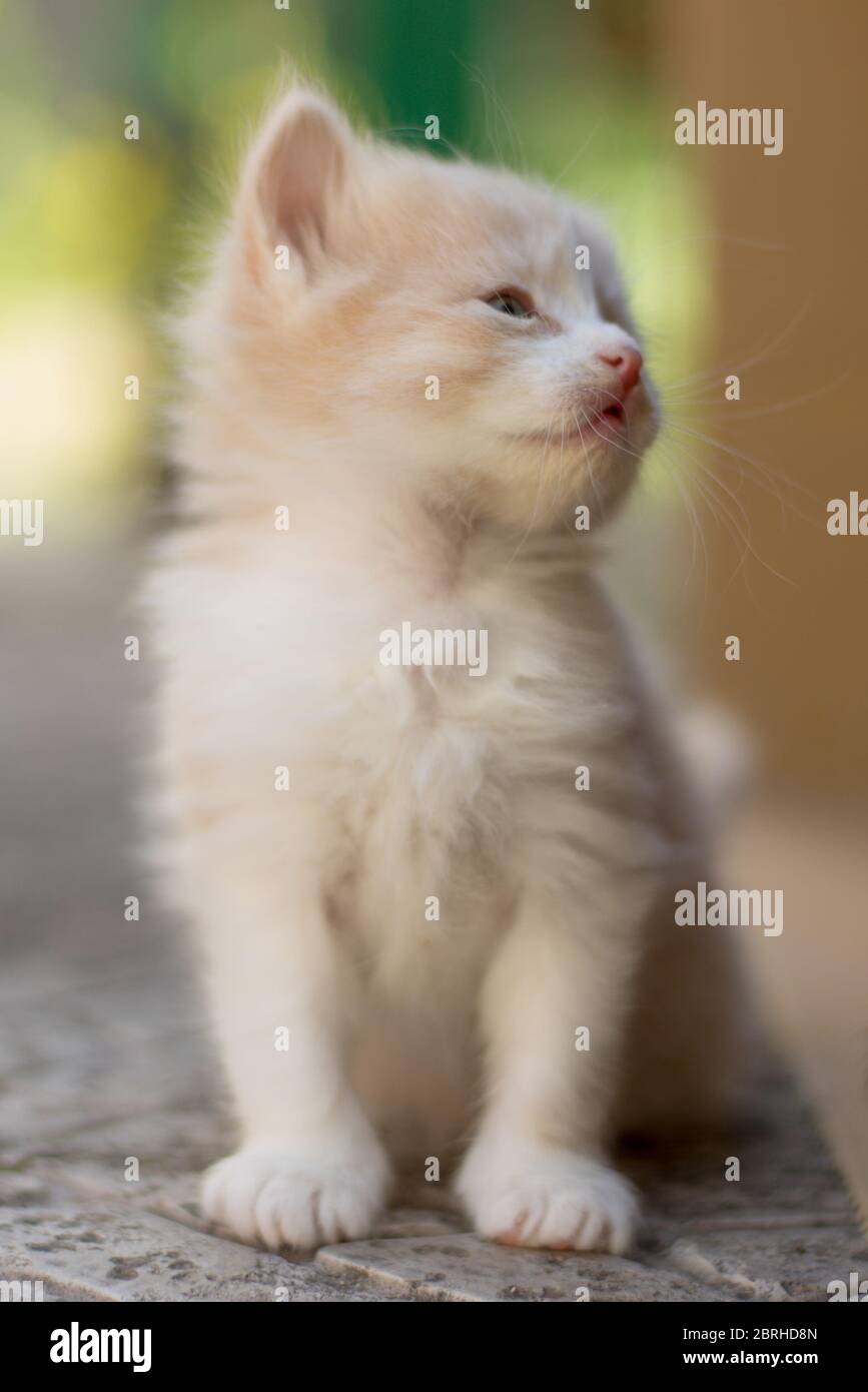 Turkish van cat hi-res stock photography and images - Alamy