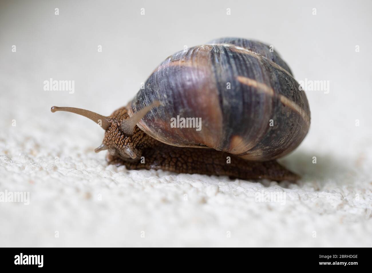 Spiral shell hi-res stock photography and images - Alamy