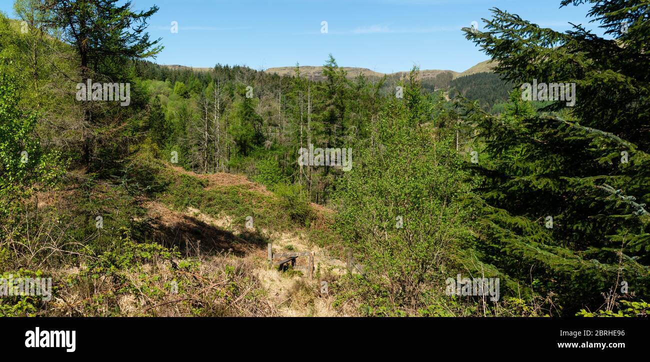 Pine forest clearing hi-res stock photography and images - Alamy