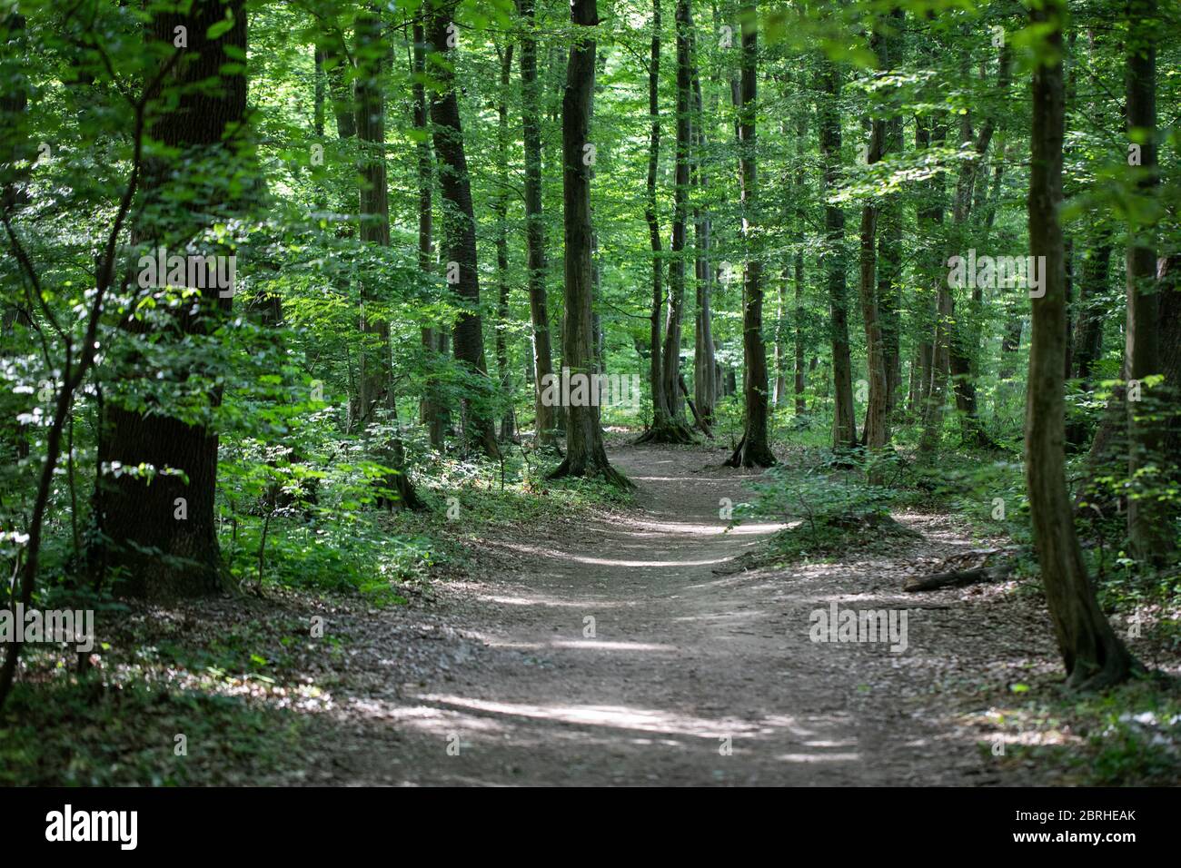 Deep green forest with dirt path Stock Photo - Alamy