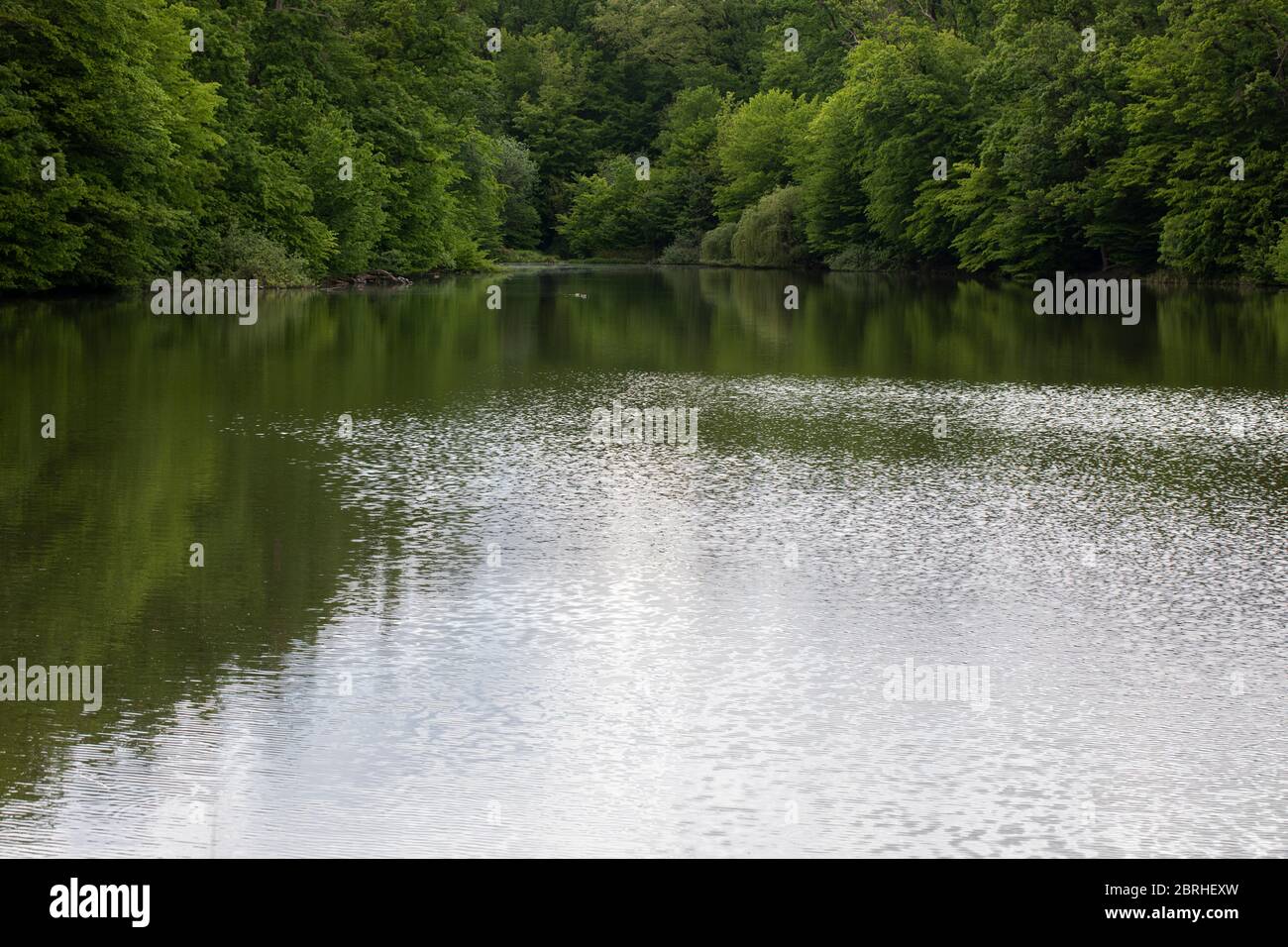Reflective trees on lake surface hi-res stock photography and images ...