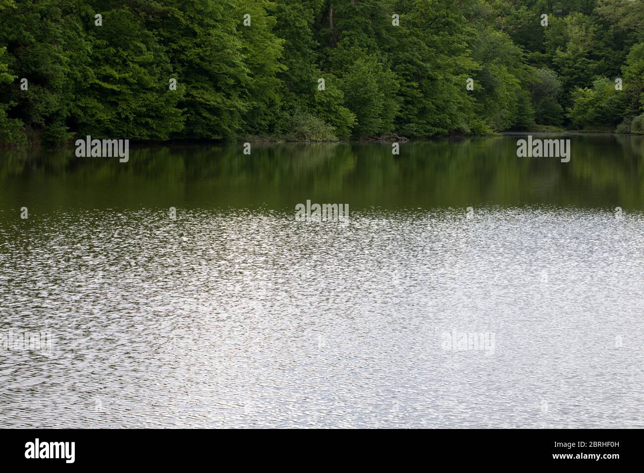 A reflective lake with little waves on its surface and a green forest ...