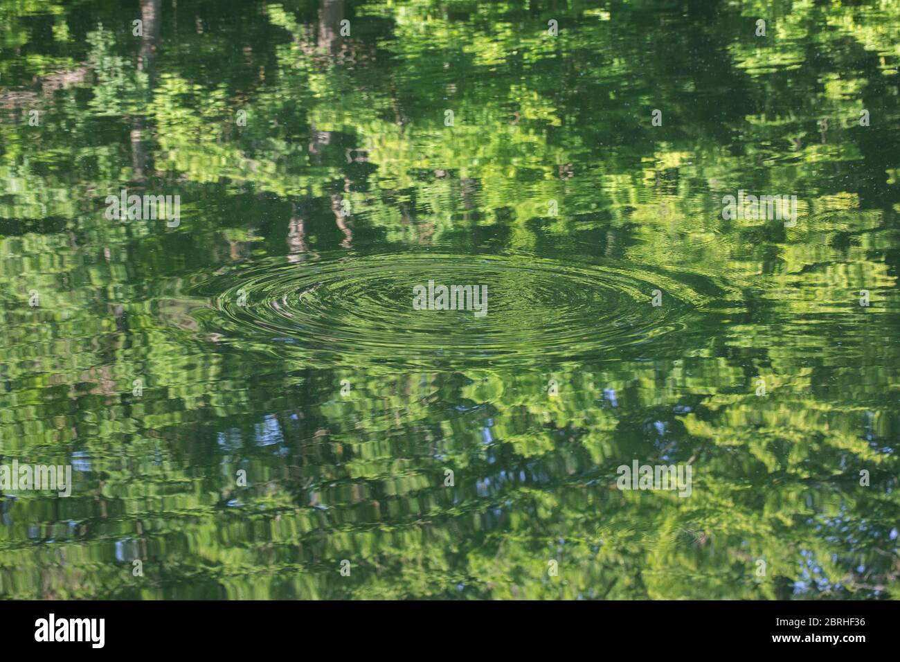 A ripple in a lake reflecting the forest Stock Photo - Alamy