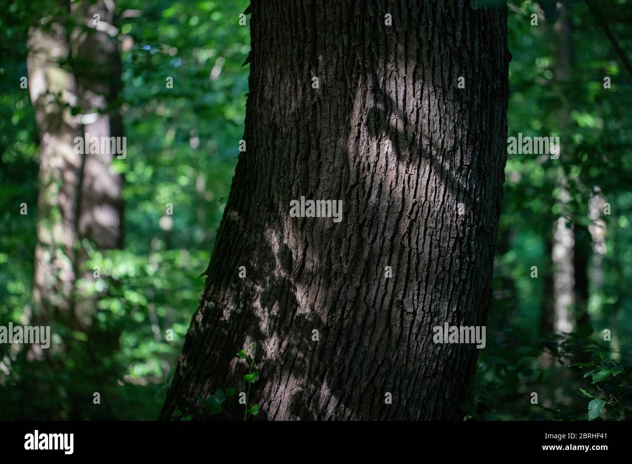 A sun lit trees bark in a forest Stock Photo - Alamy