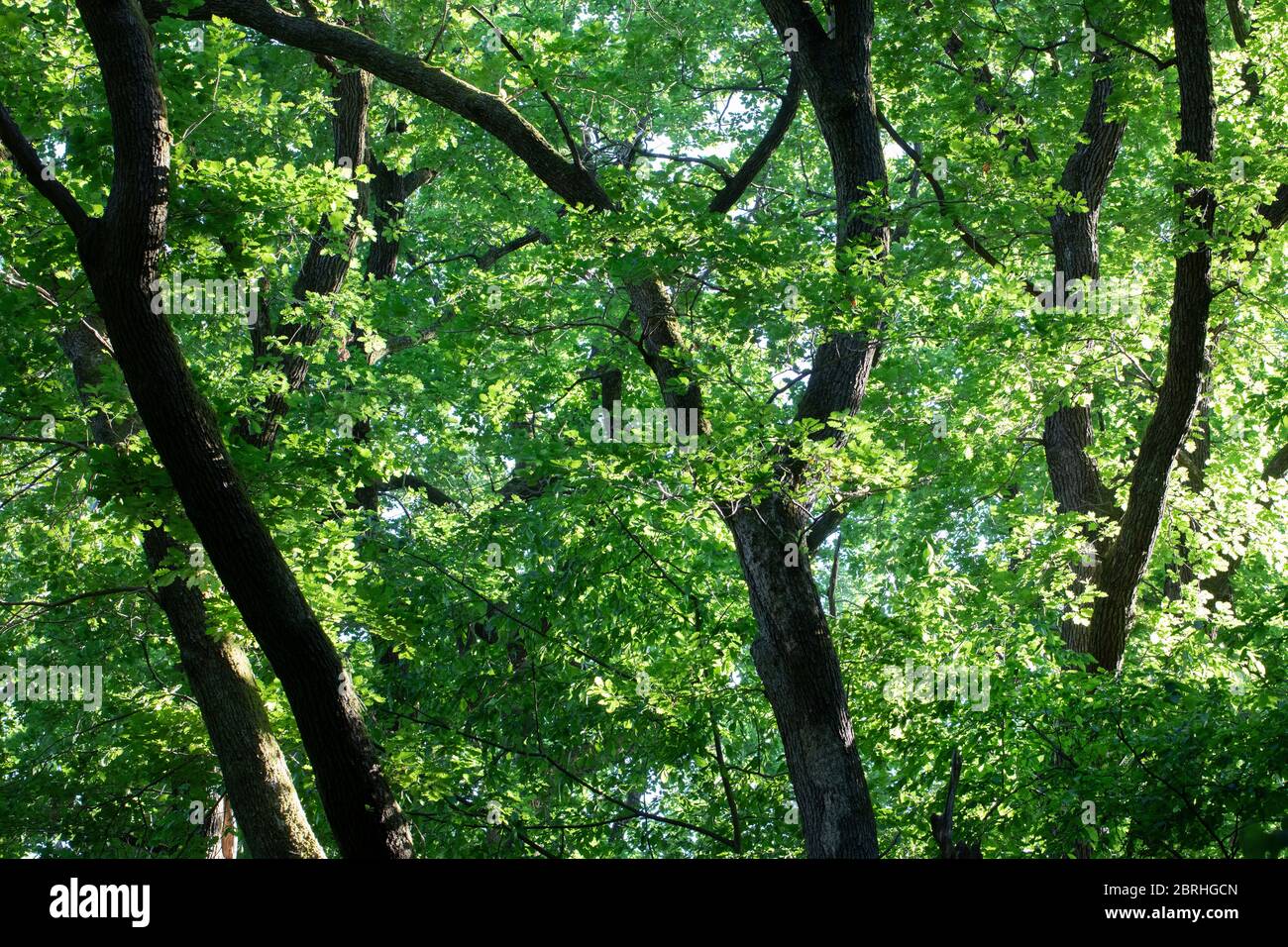 Tree trees plant leaves hi-res stock photography and images - Alamy
