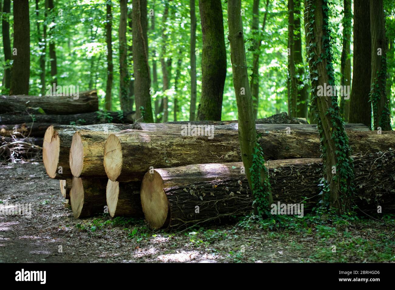 Tree logs in a green forest Stock Photo - Alamy