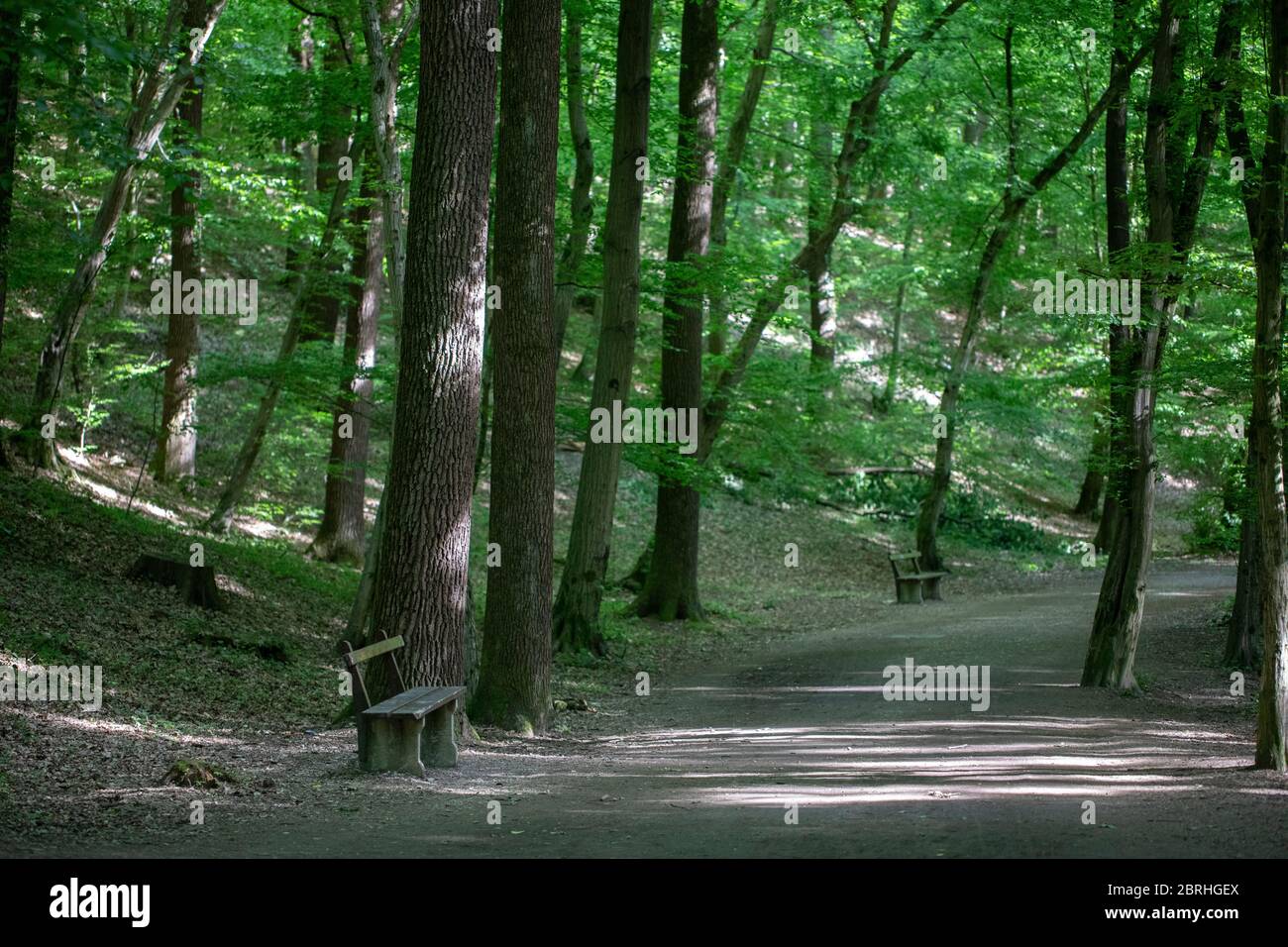 Forest path with wooden bench hi-res stock photography and images - Alamy