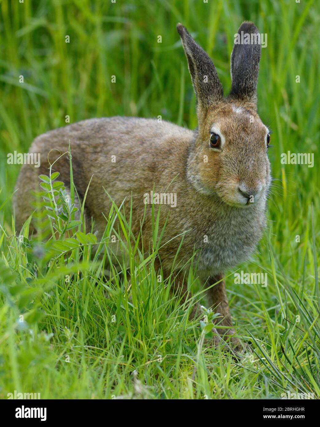 Lagomorph Family High Resolution Stock Photography and Images - Alamy