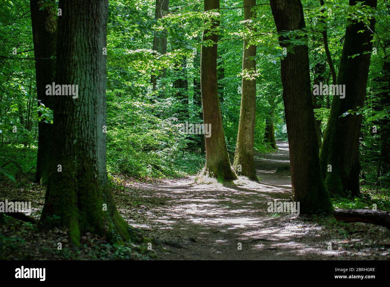 Trees in a green forest with a path between them Stock Photo - Alamy
