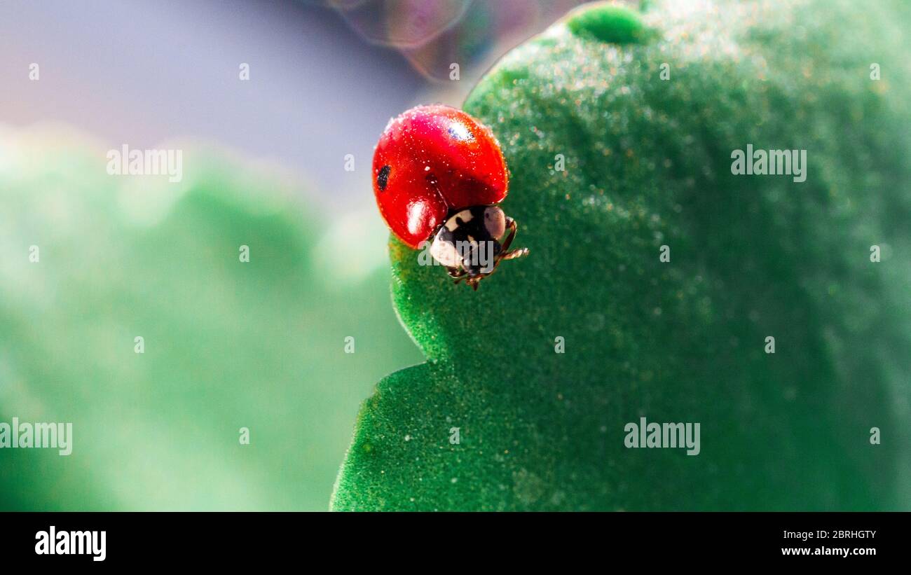Macro of ladybug on a blade of grass in the morning sun Ladybug - bug ...