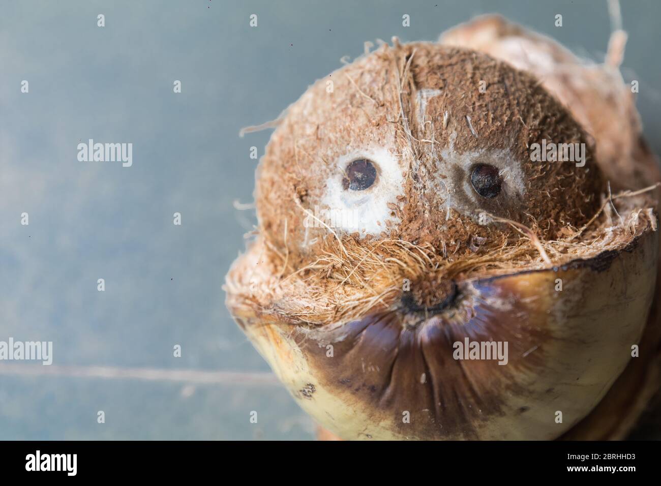 funny expressive faces in the fruits like coconut while peeling their ...