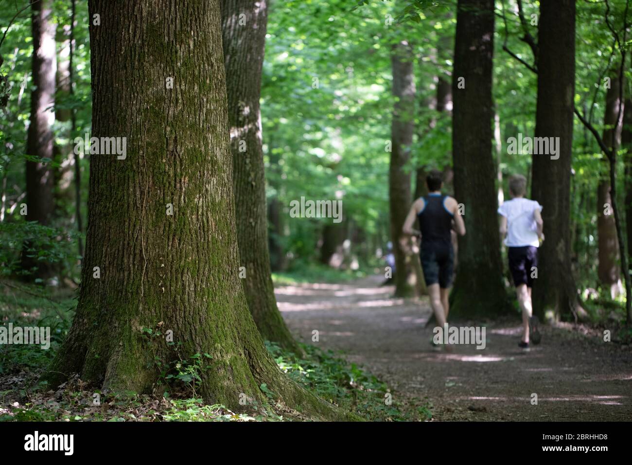 Two people jogging down a forest path Stock Photo - Alamy
